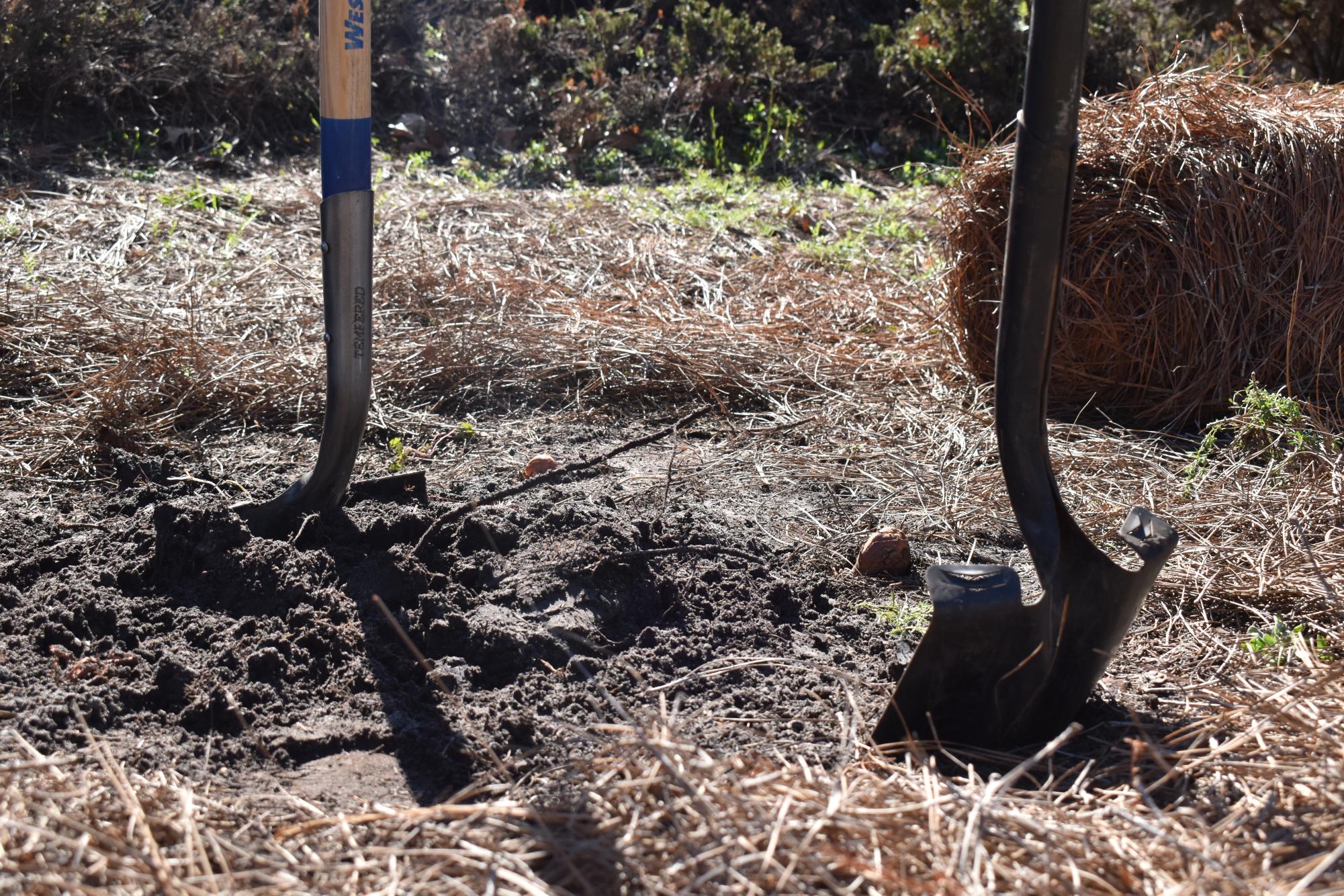 Georgia Arbor Day 2026: Tree-Planting Photogallery - The George-Anne ...