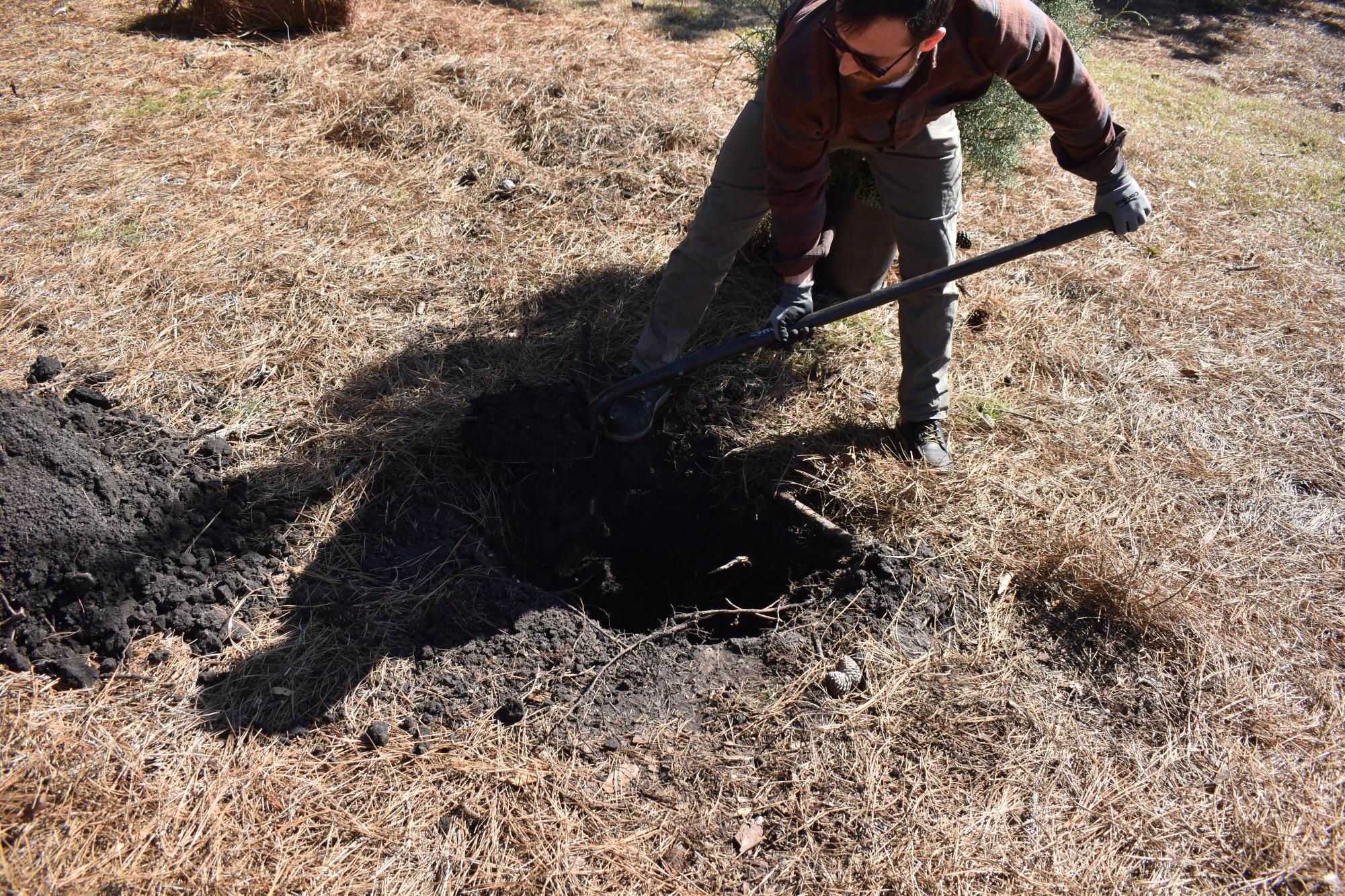 Georgia Arbor Day 2026: Tree-Planting Photogallery - The George-Anne ...